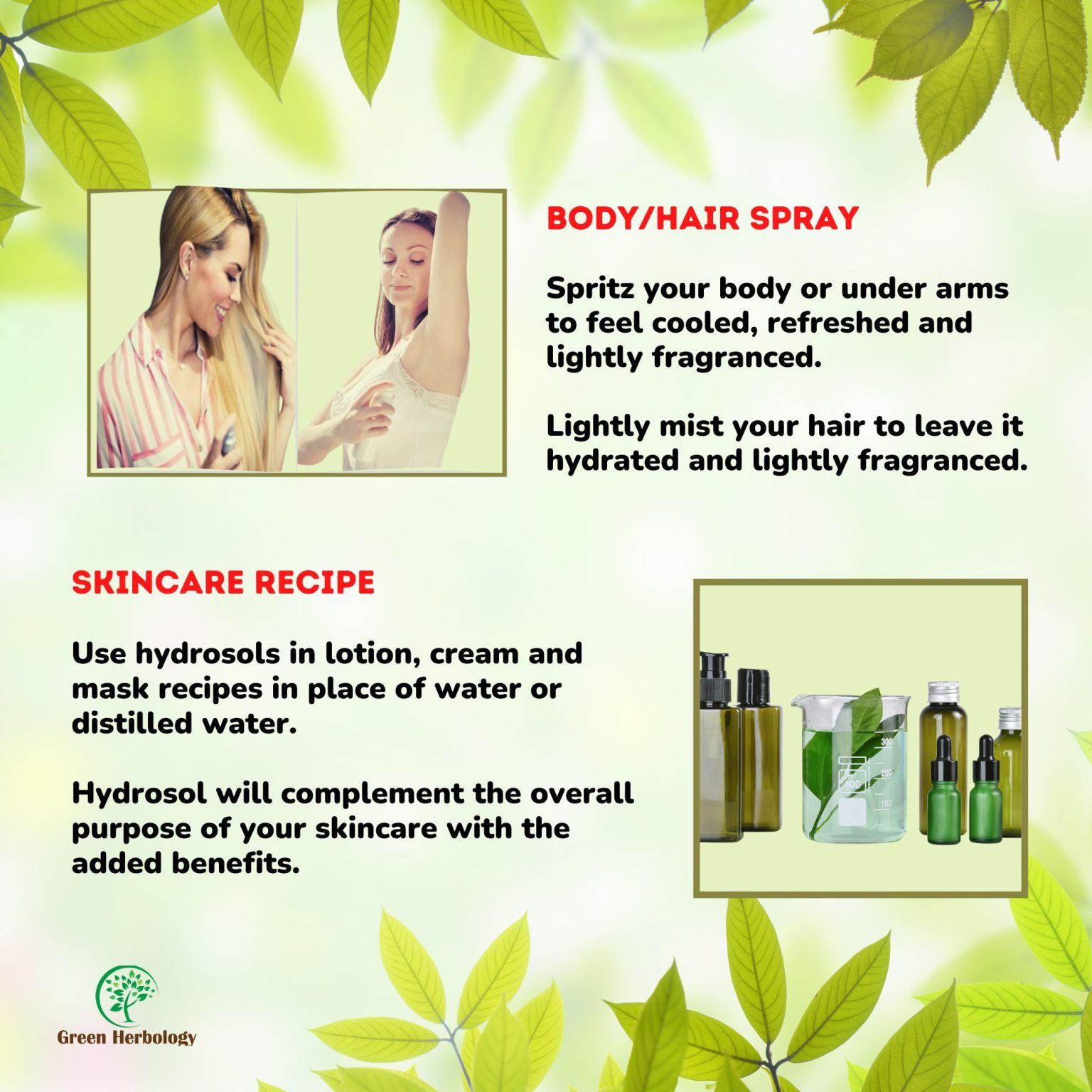 Tea Tree Hydrosol - Green Herbology